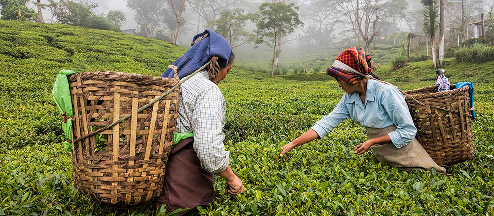 Best Luxury Tea Hotels In Darjeeling